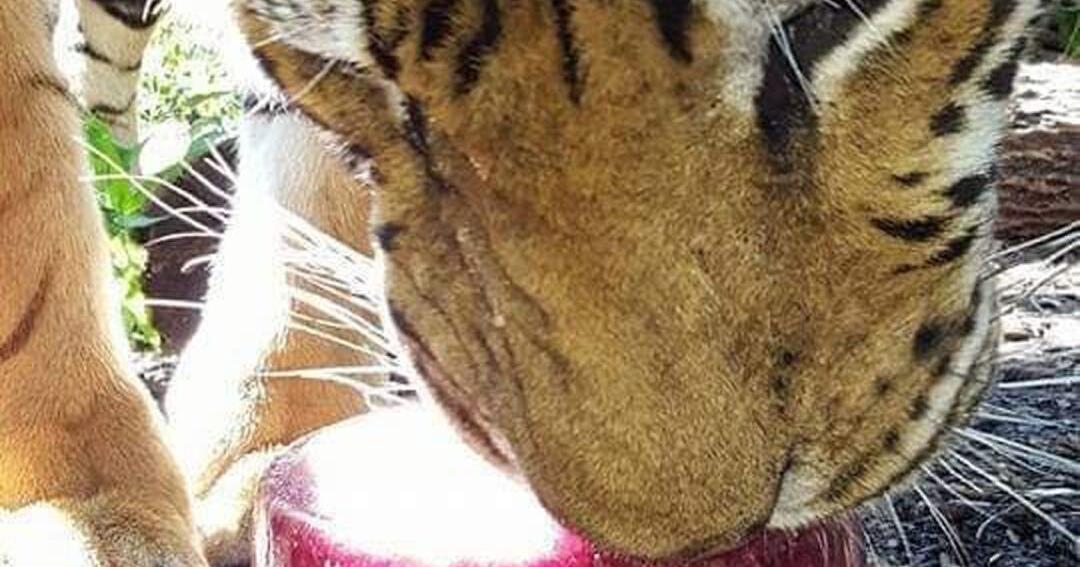 Washington Park Zoo continues mission of rescuing animals, helping them ...