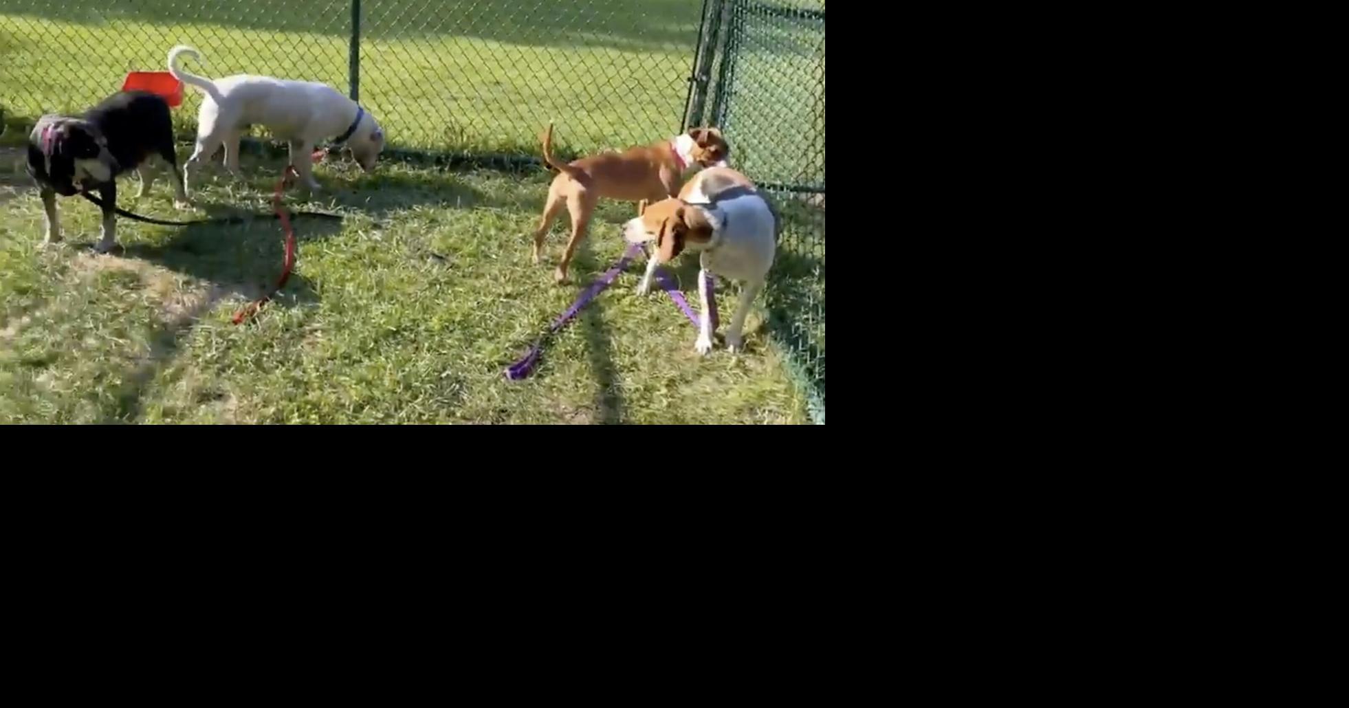 Playing around can be beneficial for Michiana Humane Society pets ...