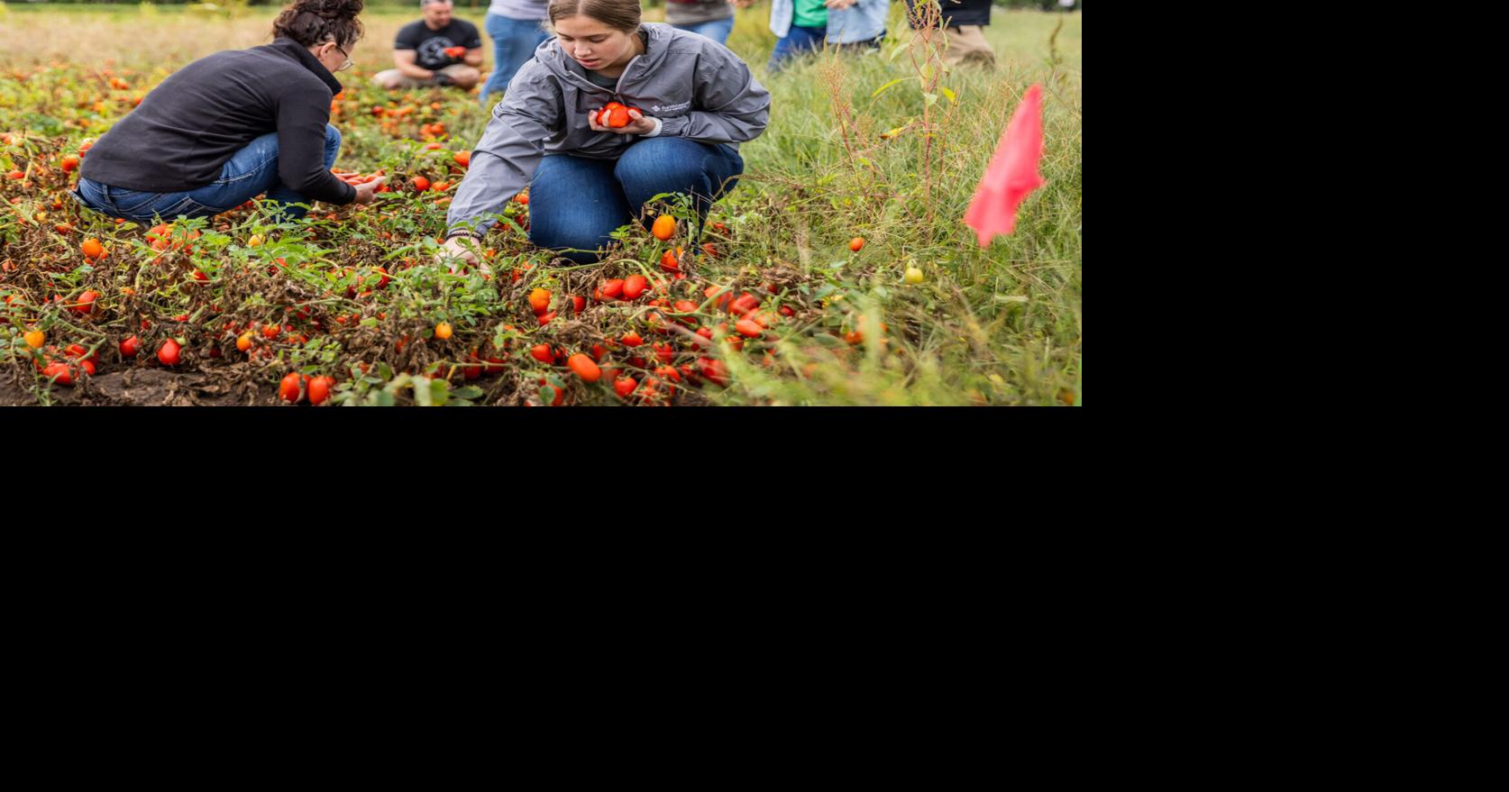 Volunteers pick surplus tomatoes at area farm for Food Bank of Northern ...