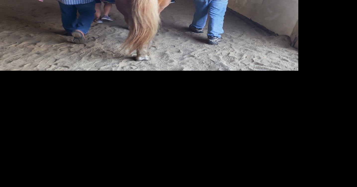 Reins of Life offers free training for volunteers for equine programs | On The Go ...