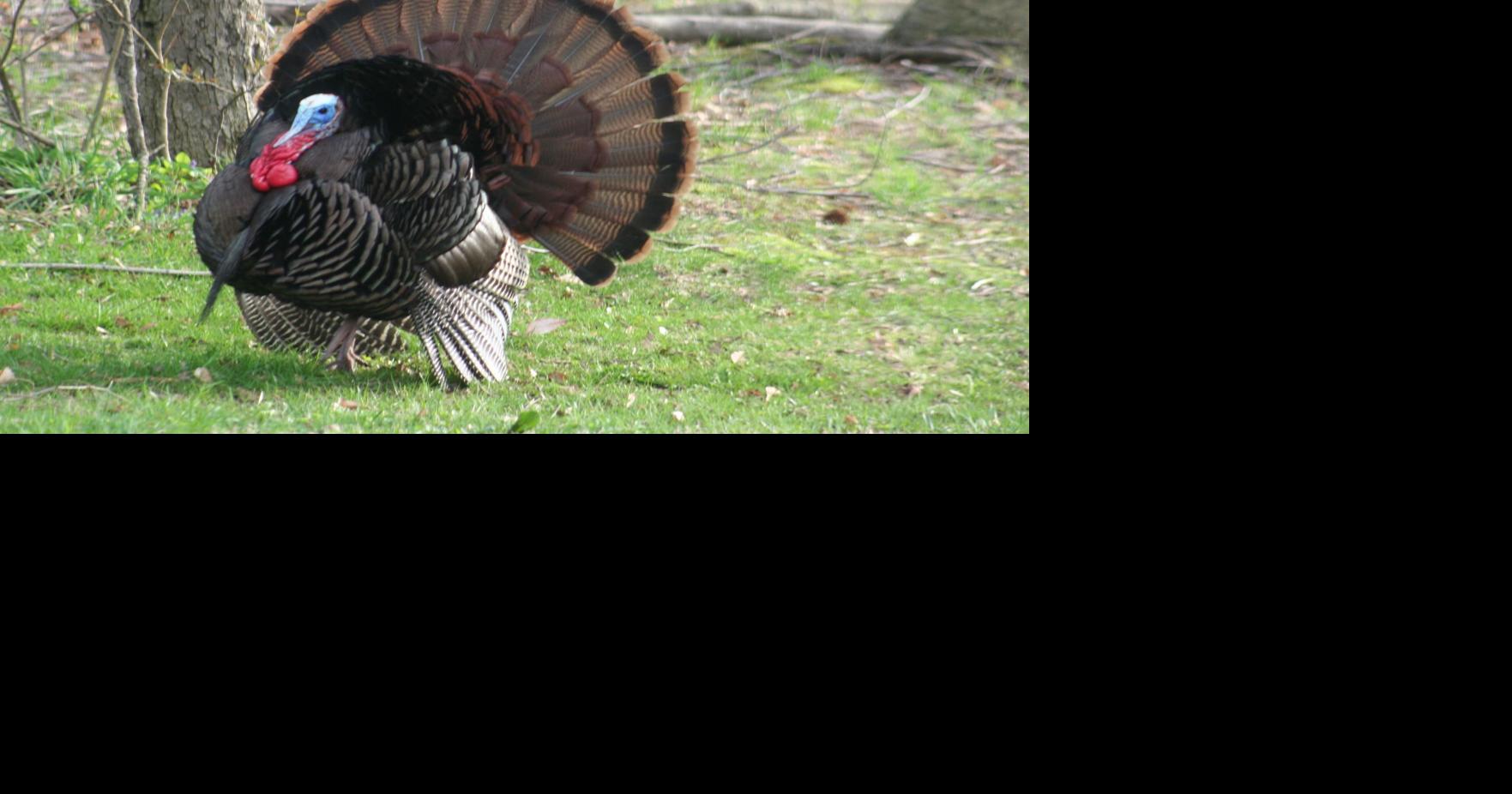 Applications for reserved spring turkey hunts in Indiana opening soon ...