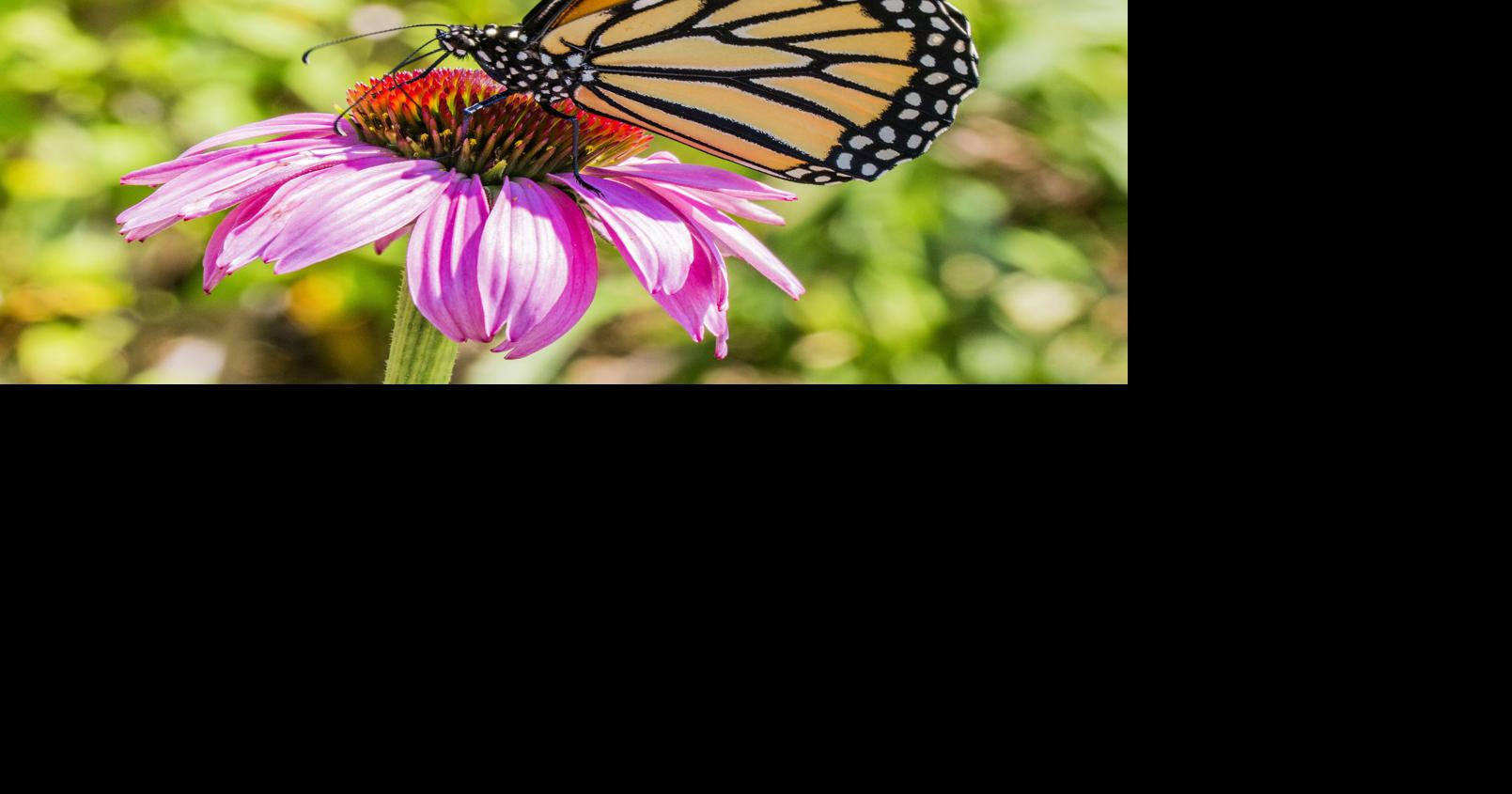 Art Barn to host open house for new Monarch-Makers Gardens | On The Go ...