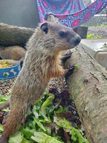 Humane Indiana’s groundhog ambassador takes center stage | People And ...
