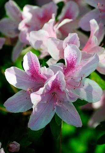 Rhododendron species the ultimate in beauty | Columnists ...