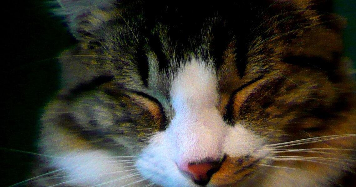 Simba | Pets | lpheralddispatch.com