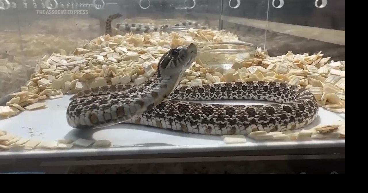 China gets ready for Year of Snake, but will it constrict the economy ...