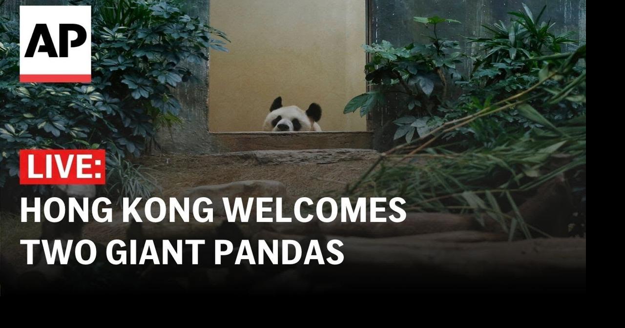 LIVE: Two giant pandas arrive in Hong Kong | Ap Video | lufkindailynews.com