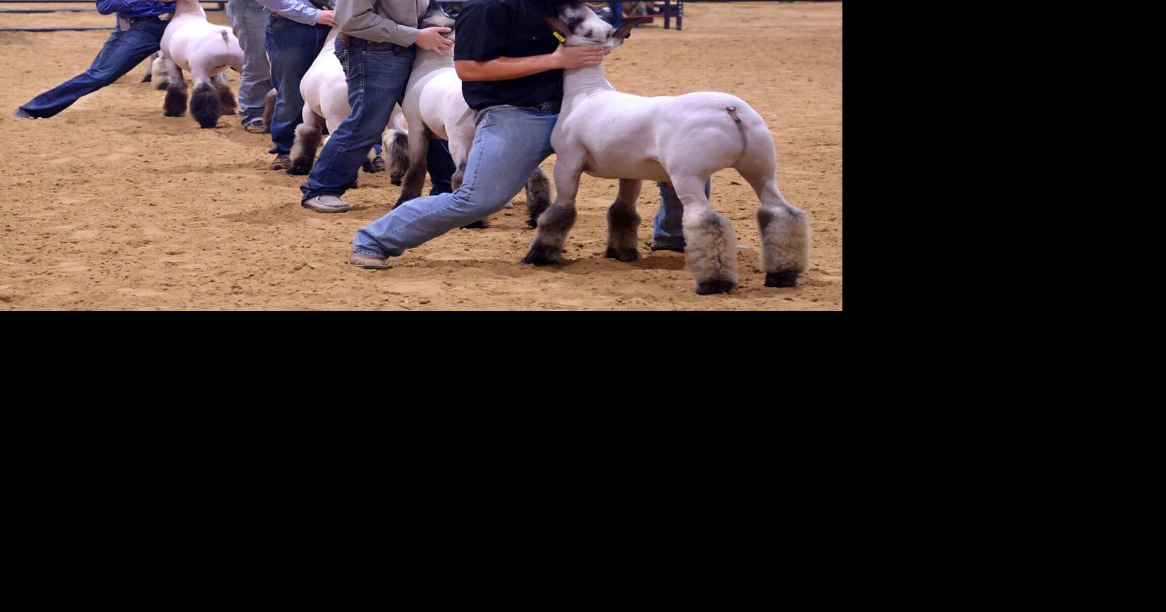 Horses, goats and lambs, oh my! Competitors showcase animal projects on ...