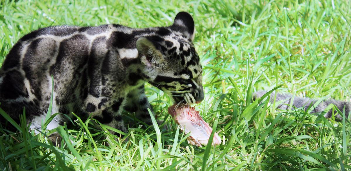 Clouded leopard cubs frolic, eat ribs before adoring public at zoo ...