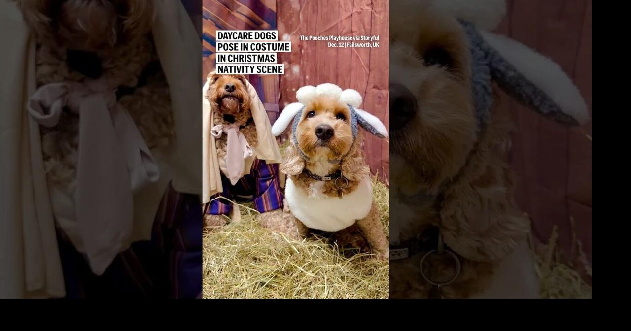 Daycare dogs pose in costume in Christmas Nativity scene | Ap Video ...