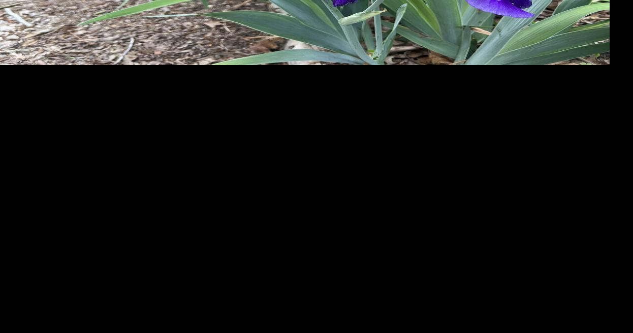 ANGELINA MASTER GARDENERS: Bearded iris and spring flowering bulbs in ...