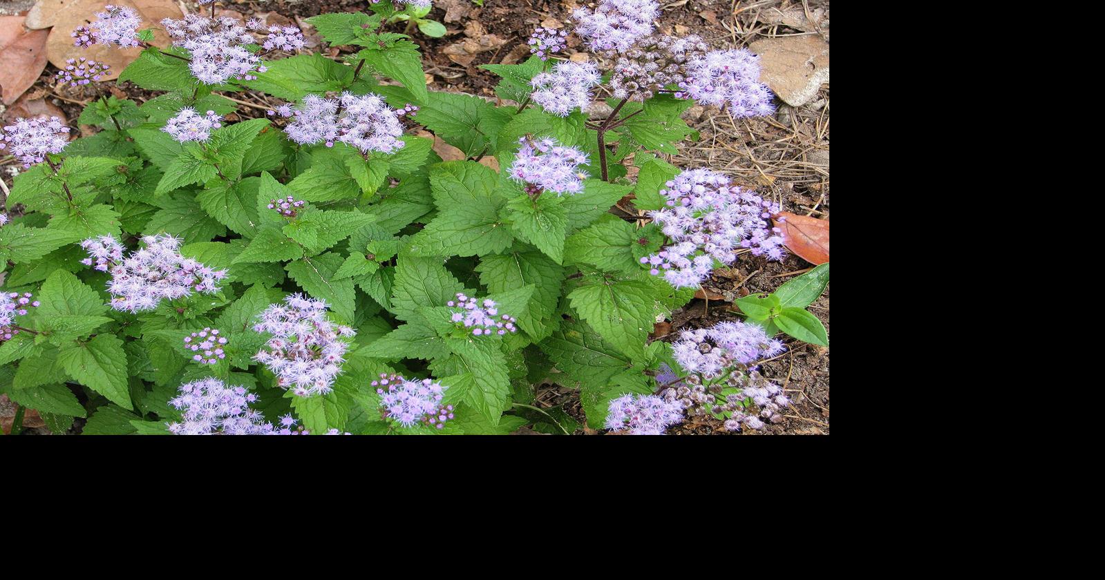 ANGELINA MASTER GARDENERS: Perennials in Angelina Master Gardeners ...