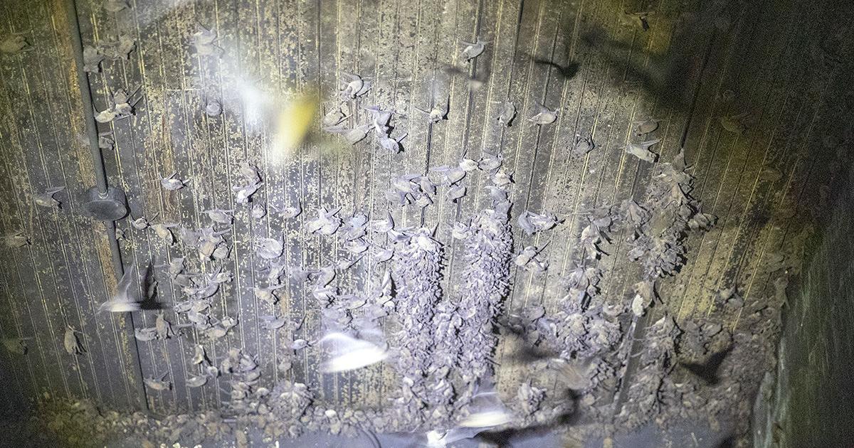 Bat eviction of burned building begins in downtown Lufkin | Community ...