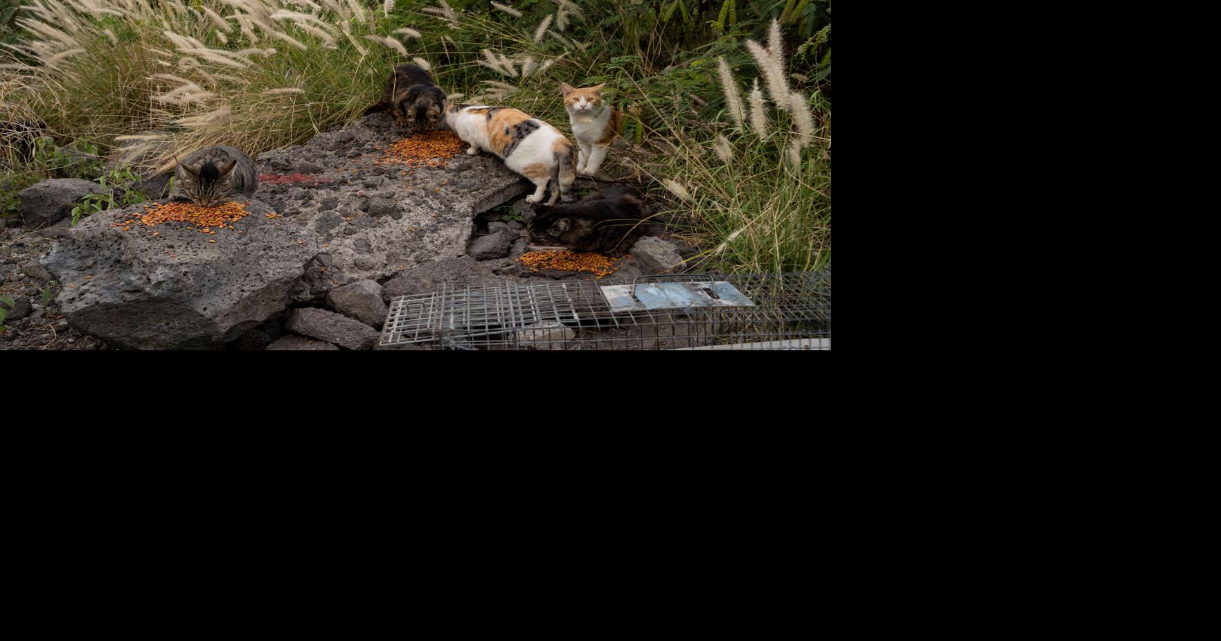 Hawaii's Big Island bans feeding feral cats in an effort to help ...