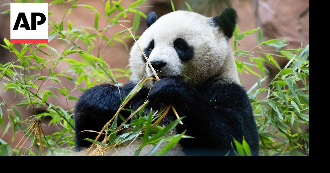 Meet the newest giant pandas in the US: Xin Bao and Yun Chuan | Ap Video | lufkindailynews.com