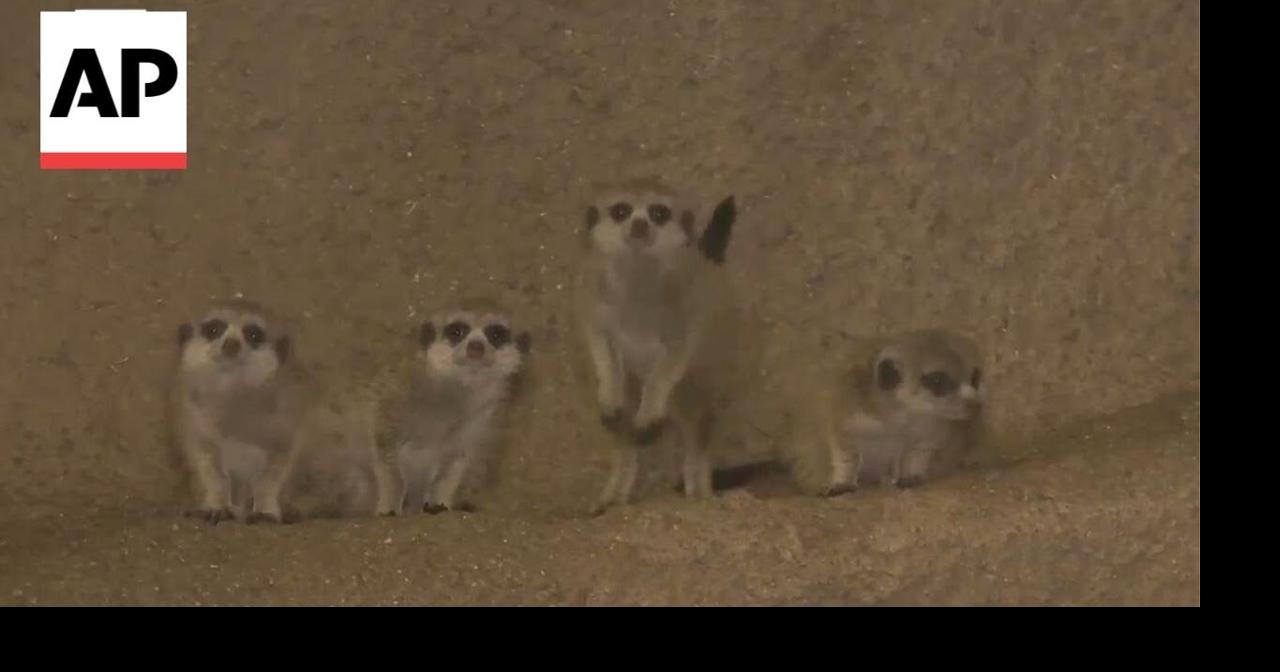 Chicago's Brookfield Zoo welcomes four meerkat pups | Ap Video ...