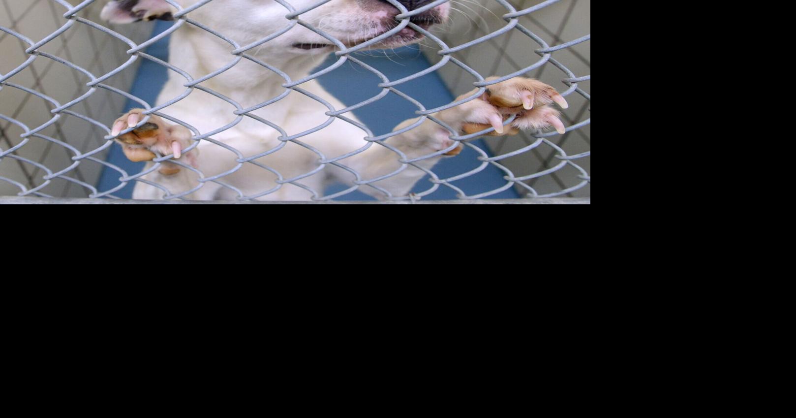 Statistics detail intake, euthanasia rate at Kurth Memorial Animal ...