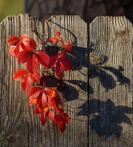 202312 -news-winter_colors | Uploaded Photos | lufkindailynews.com