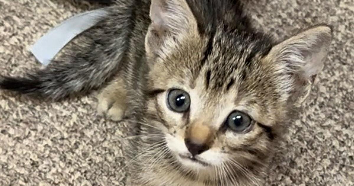 WEATHERBEE: Cat Distribution System leads to an unexpected owner | Community | lufkindailynews.com
