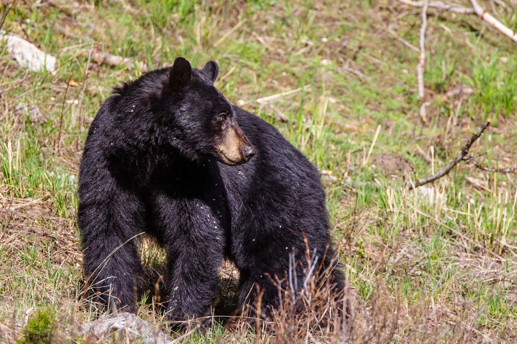 Black bear sightings confirmed in East Texas | Community ...