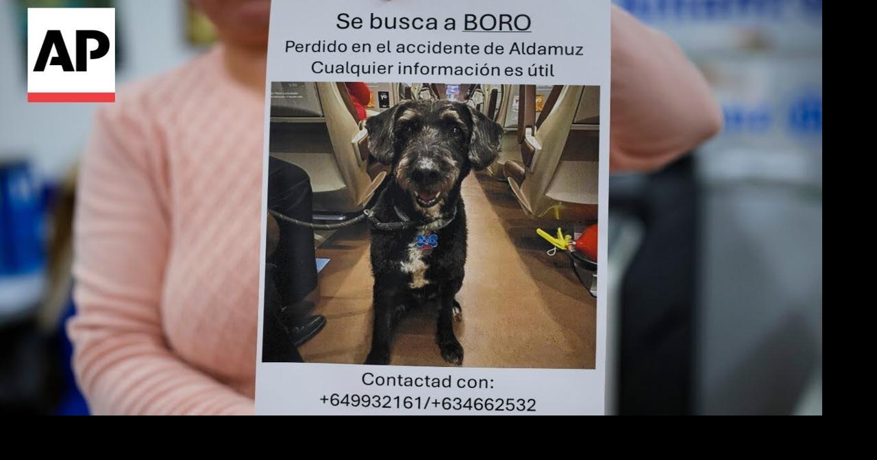 Boro the dog reunites with owner after missing in Spain train crash ...
