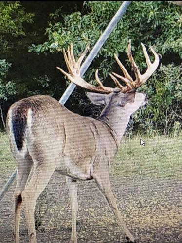 Kaufman County giant: Scurry hunter sets new record with free-range 22 ...
