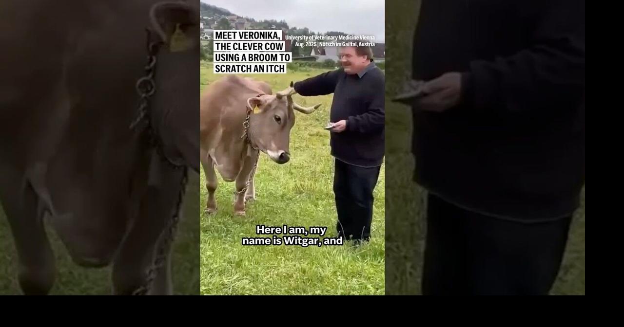 Meet Veronika, the clever cow using a broom to scratch an itch | Ap ...