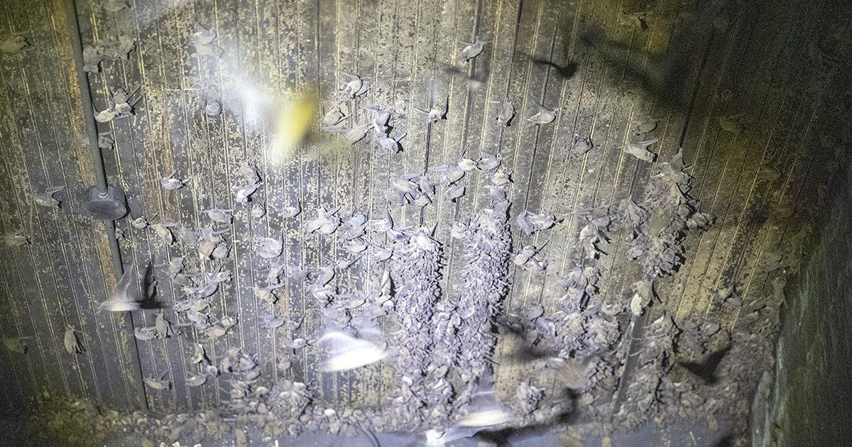 Advocates’ concerns delay bat evictions | Community | lufkindailynews.com