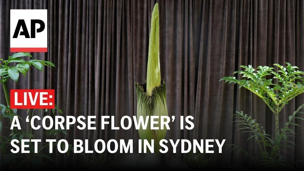 corpse flower sydney