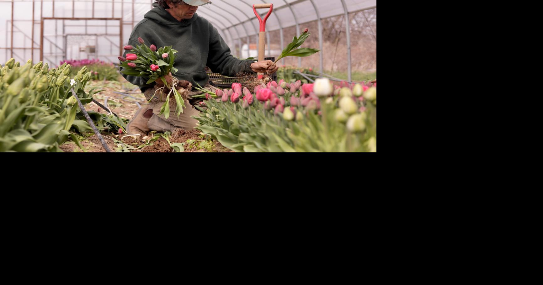 Northeast flower and fruit farmers grapple with whiplash weather | Us ...
