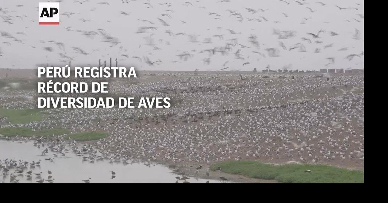 Perú reigstra récord de diversidad de aves | Ap Video | lufkindailynews.com