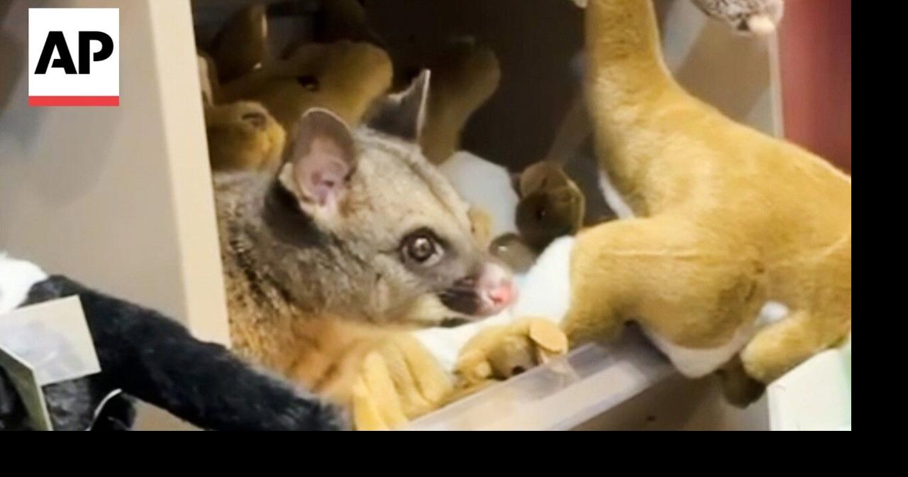 A real possum appears among plush toy animals in Australian airport ...