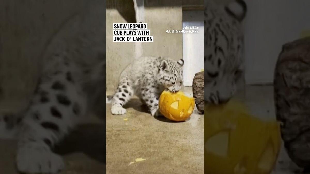 snow leopard plays
