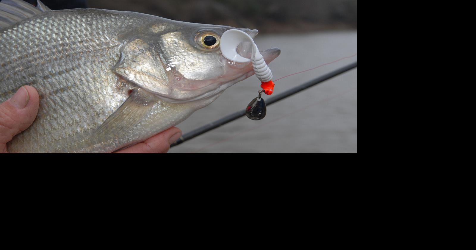 White lightning: Annual spawning run packs fast action on rivers ...
