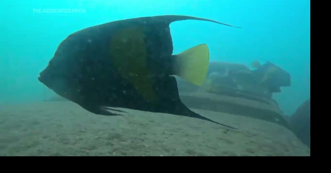 Car acting as artificial reef attracts visitors in Qatar | Ap Video ...