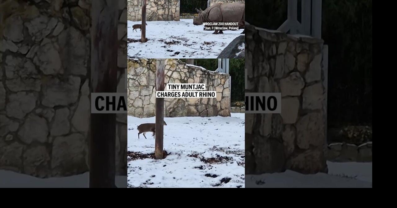 Tiny muntjac charges adult rhino | Ap Video | lufkindailynews.com