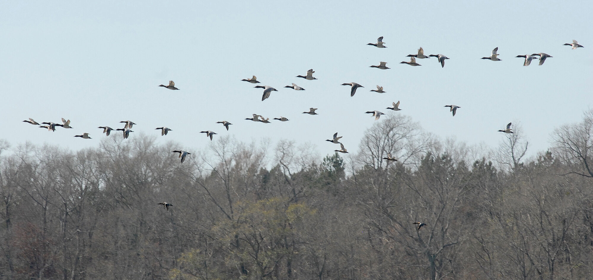 Duck hunters reminded to get legal, avoid invasive hitchhikers as 2nd ...
