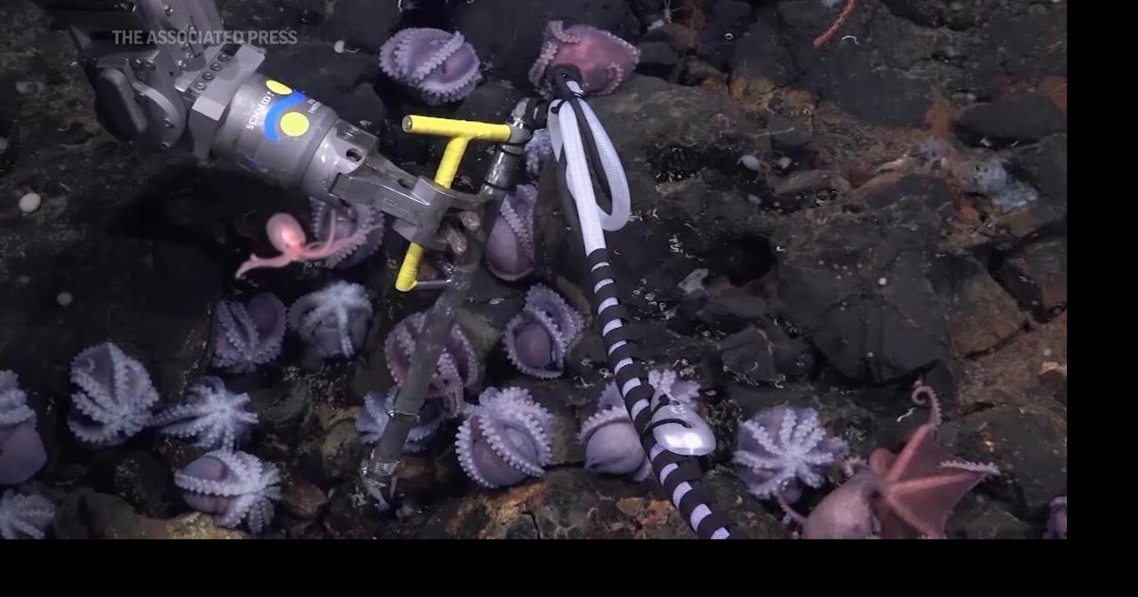 Scientists discover four new deep-sea octopus species in Costa Rica ...