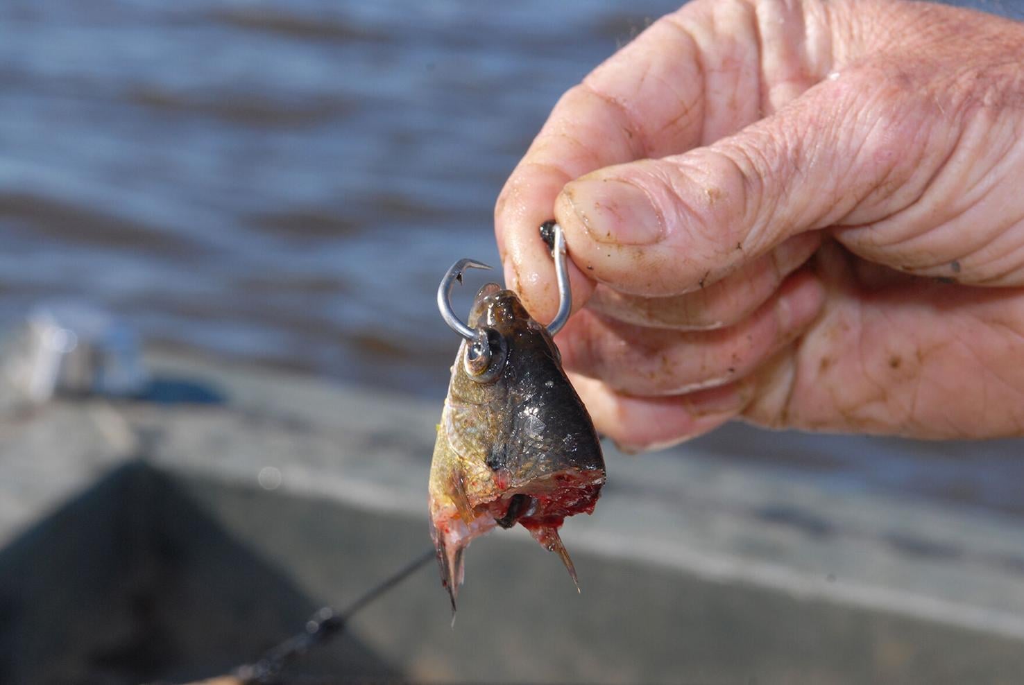 Fishin' for answers: Angler's quiz to test knowledge of playing game in ...