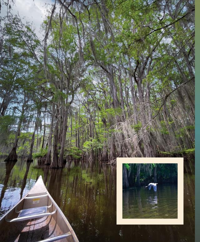 All Natural: Exploring Caddo Lake State Park ... by Canoe | Charm ...