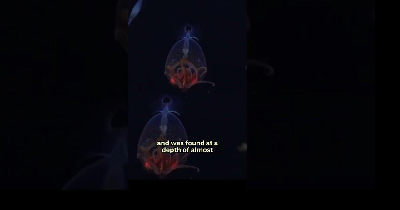 Colossal Squid Captured On Camera For The First Time Ap Video