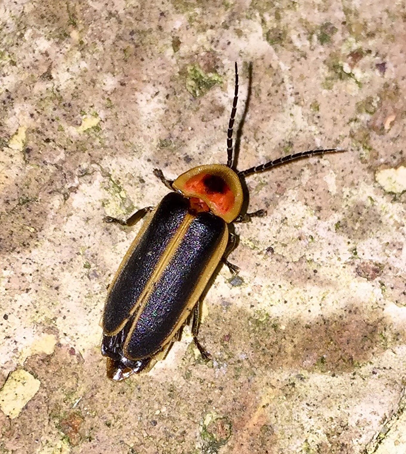 ANGELINA MASTER GARDENERS: Fireflies light up summer evenings ...