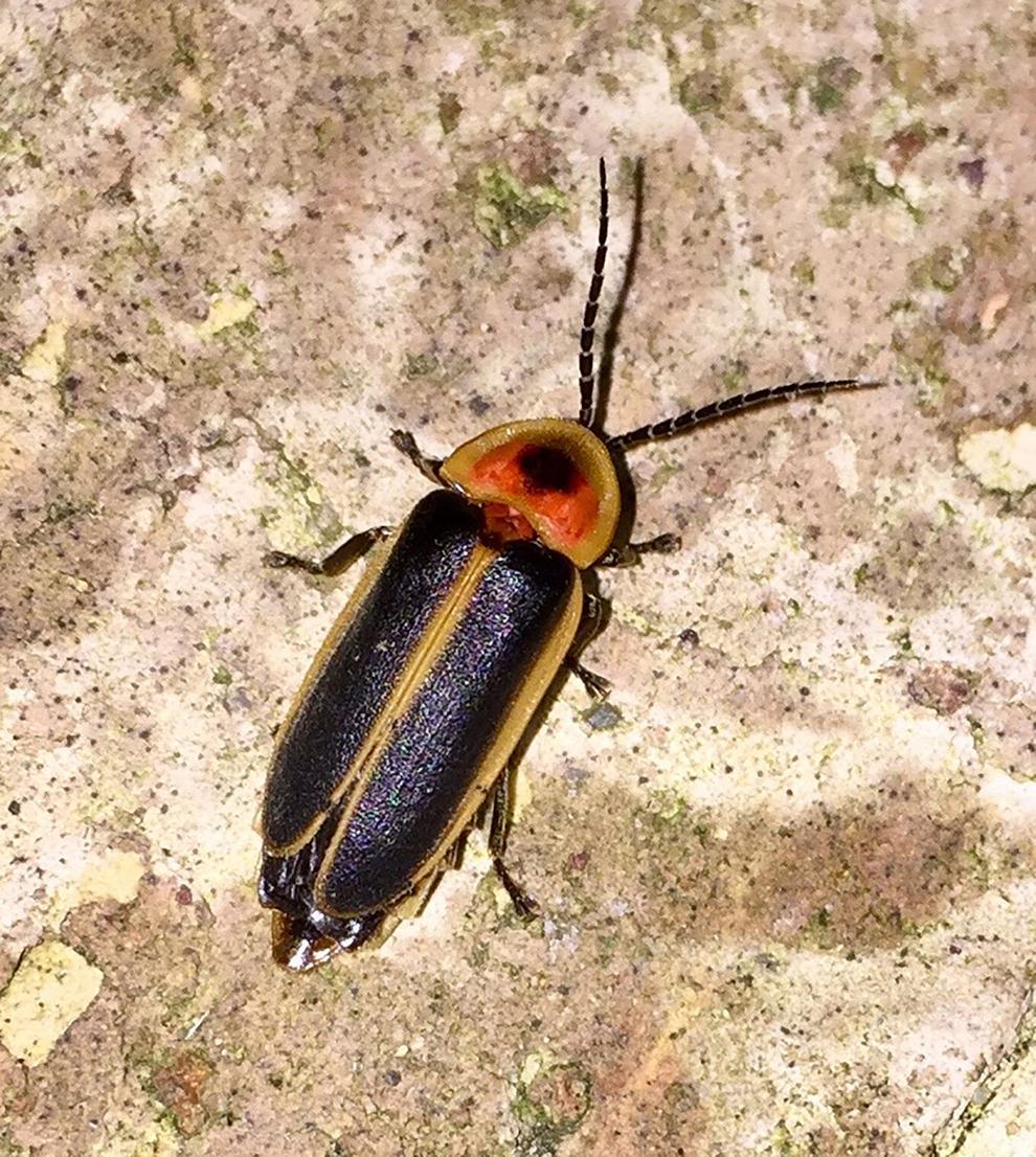 ANGELINA MASTER GARDENERS: Fireflies light up summer evenings ...