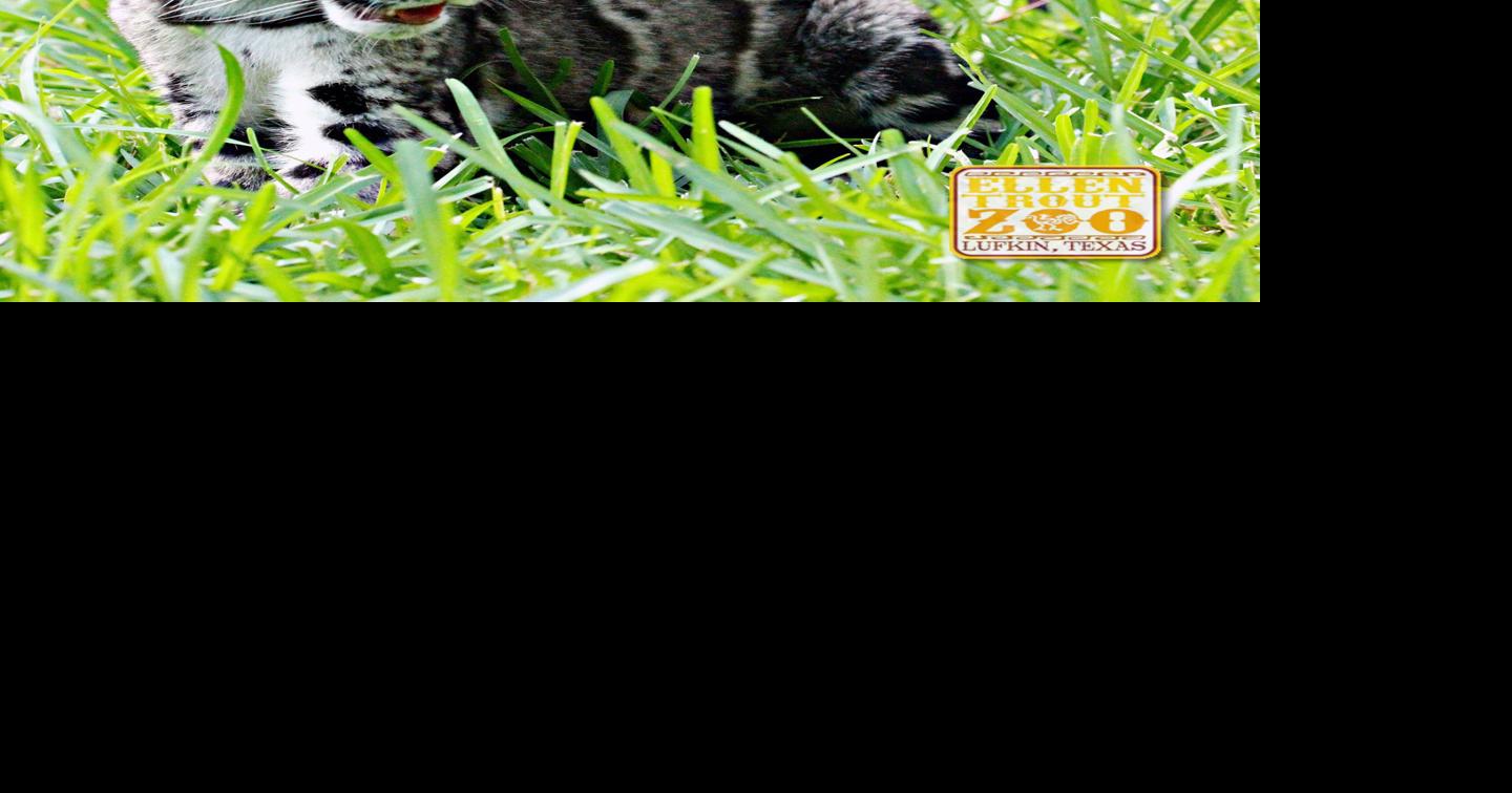 Clouded leopard cub exhibit to open this weekend | Local & State ...