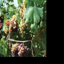 A variety of varietals: Piney Woods Wine Trail a great way to ...