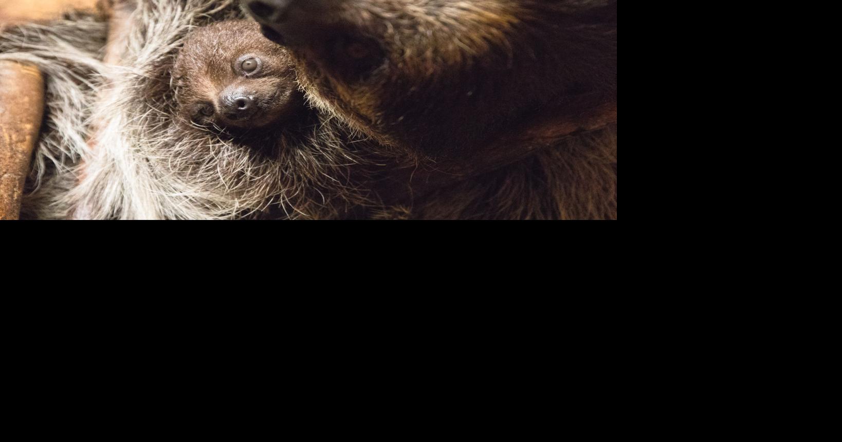 Zoo announces recent deaths of sloth, antelope | Local & State ...
