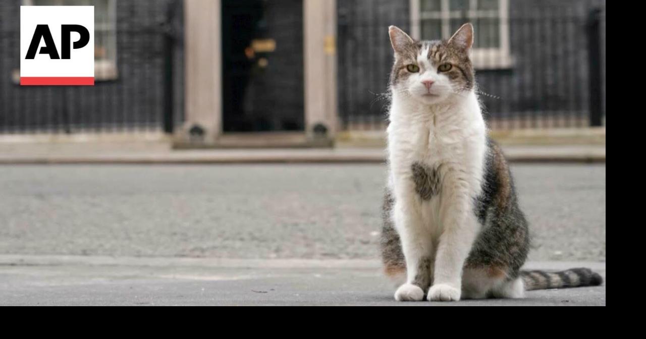 Larry the cat poised to welcome Britain's next prime minister | Ap ...