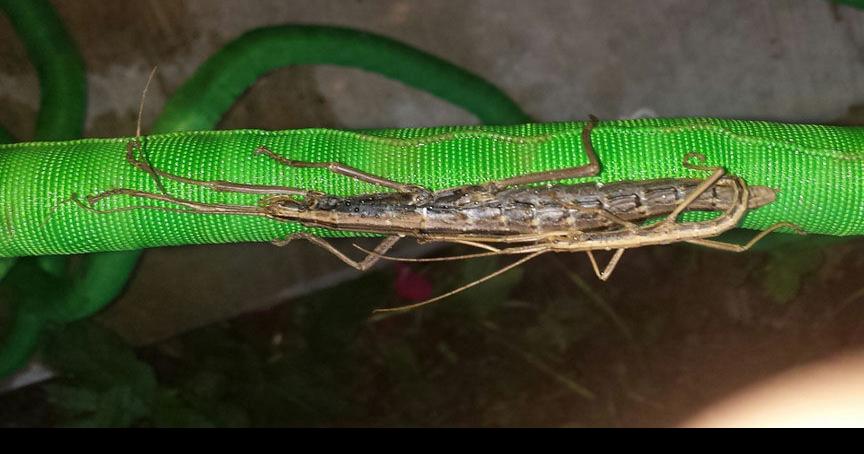 FIELD AND FOREST FACTS: An insect that looks like a twig | Community ...