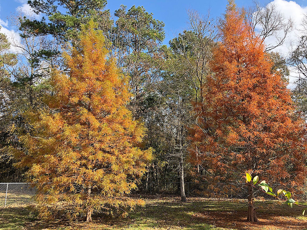 ANGELINA MASTER GARDENERS: Bald cypress trees native to East Texas ...