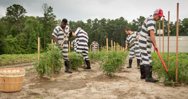 Jail inmates working, watching garden grow | Local & State ...